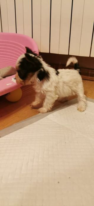 Jorkširski terier i biewer yorkshire jorki ekstra mini