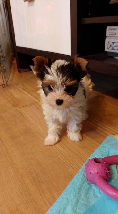 Jorkširski terier i biewer yorkshire jorki ekstra mini