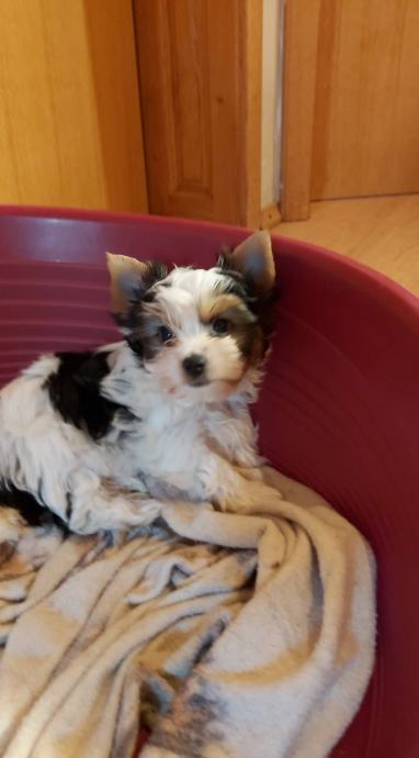 Jorkširski terier i biewer yorkshire jorki ekstra mini