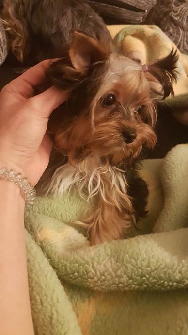 Yorkshire jorki jorkširski mini terier