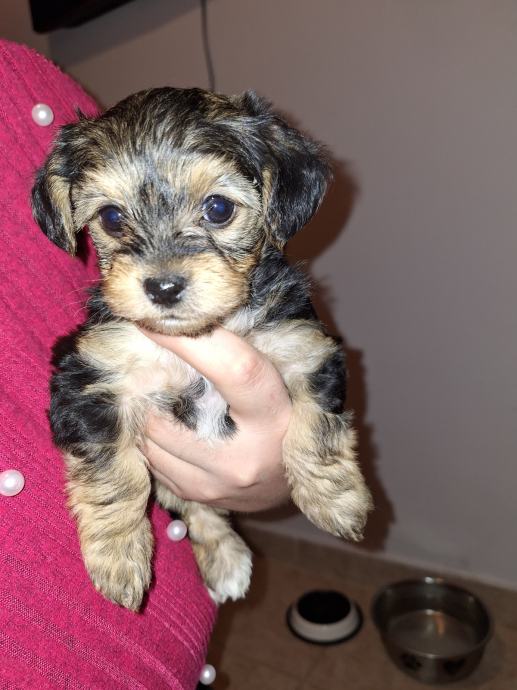 Yorkshire terier/Bishon