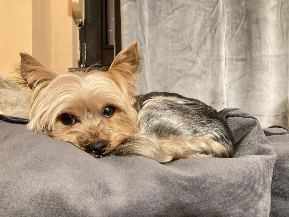 Yorkshire terier/Bishon