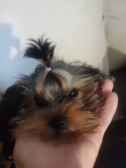 Yorkshire terijer,Jorkširski terijer mini