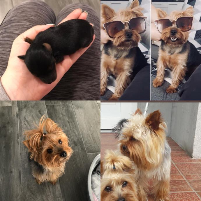 Yorkshire terijer ️ MINI ️ jorky jorkširski