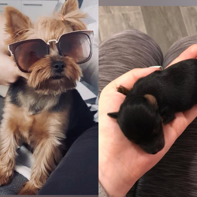 Yorkshire terijer ️ MINI ️ jorky jorkširski