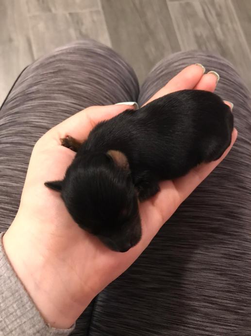 Yorkshire terijer ️ MINI ️ jorky jorkširski