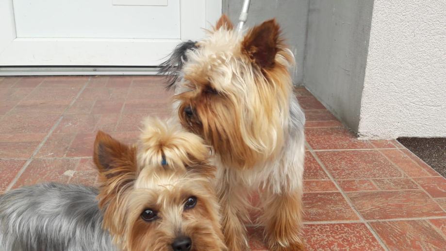 Yorkshire terijer ️ MINI ️ jorky jorkširski