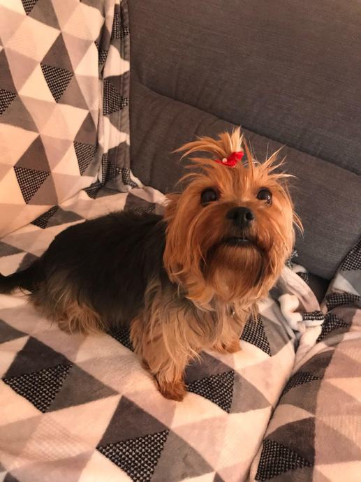 Yorkshire terijer ️ MINI ️ jorky jorkširski