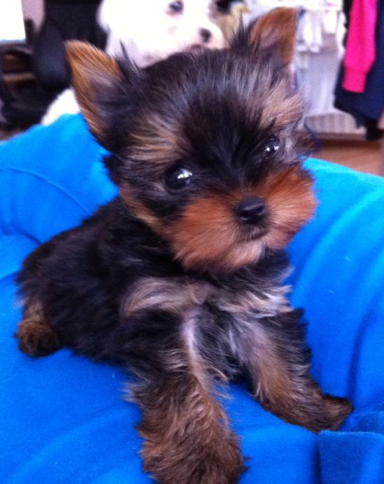 Yorkshire jorki jorkširski terier extra mini od roditelja s rodovn