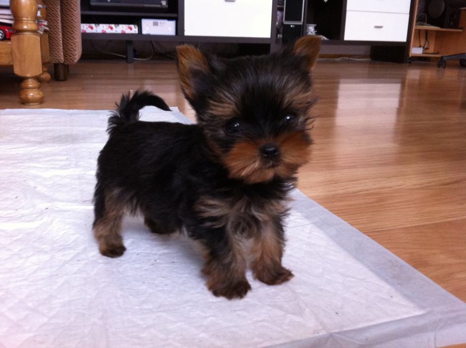 Yorkshire jorki jorkširski terier extra mini od roditelja s rodovn