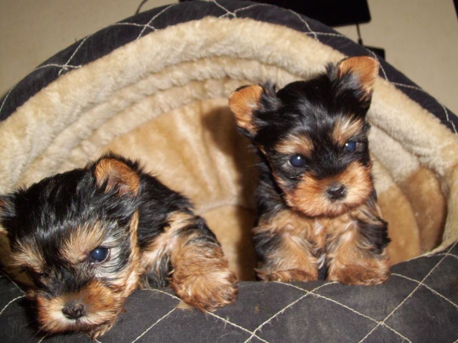 Yorkshire terrier jorki jorkširski terier štenci