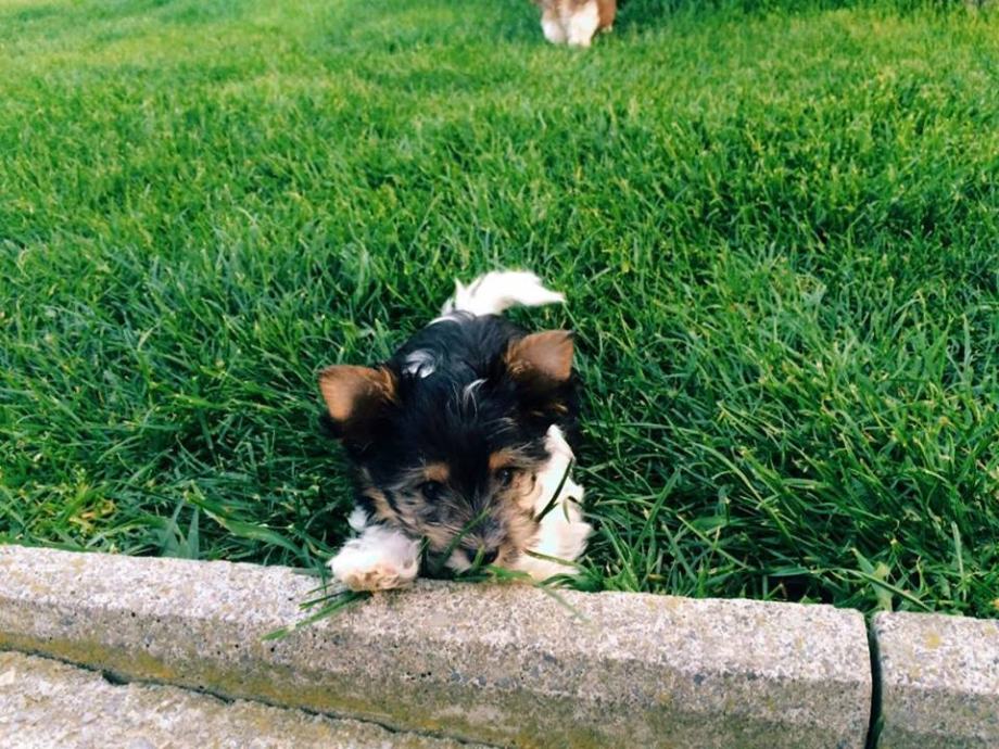 Yorkshire biewer extra mini terrier jorkširski jorki yorki