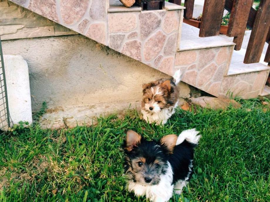 Yorkshire biewer extra mini terrier jorkširski jorki yorki