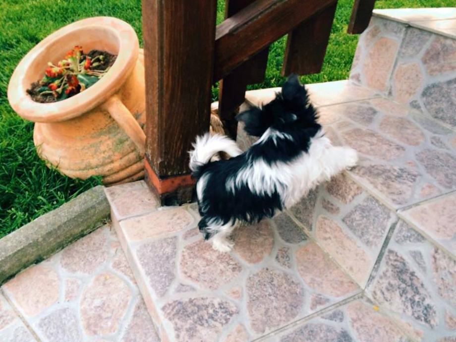 Yorkshire biewer extra mini terrier jorkširski jorki yorki