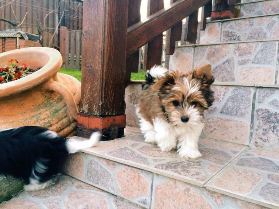 Yorkshire biewer extra mini terrier jorkširski jorki yorki