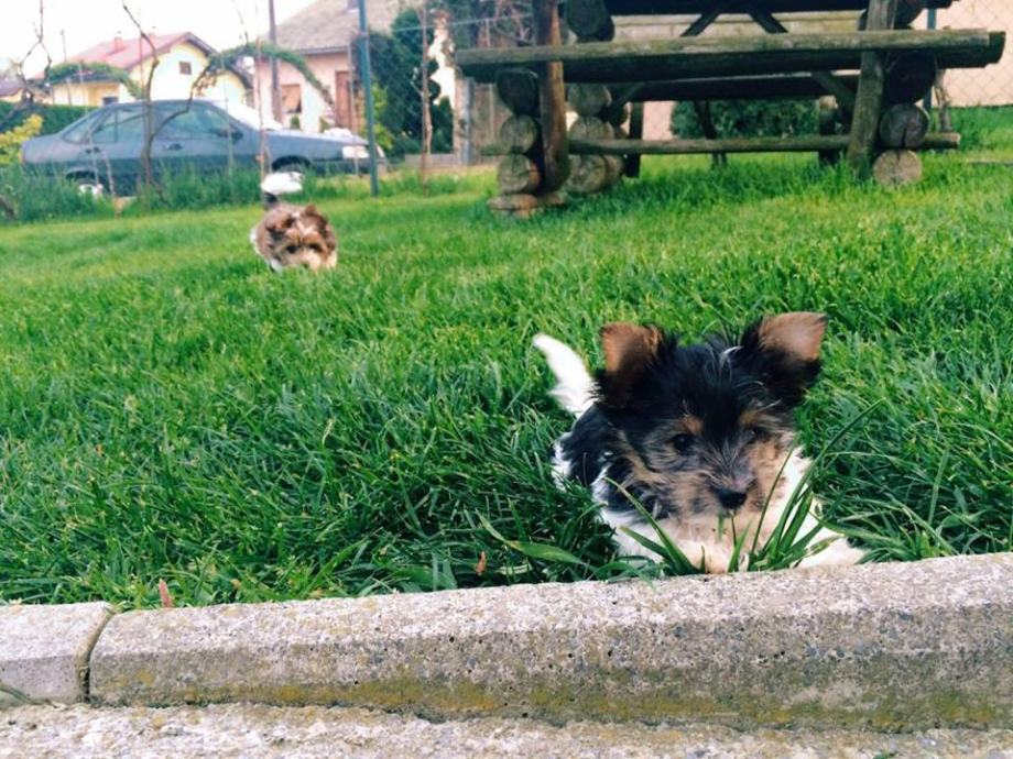 Yorkshire biewer extra mini terrier jorkširski jorki yorki