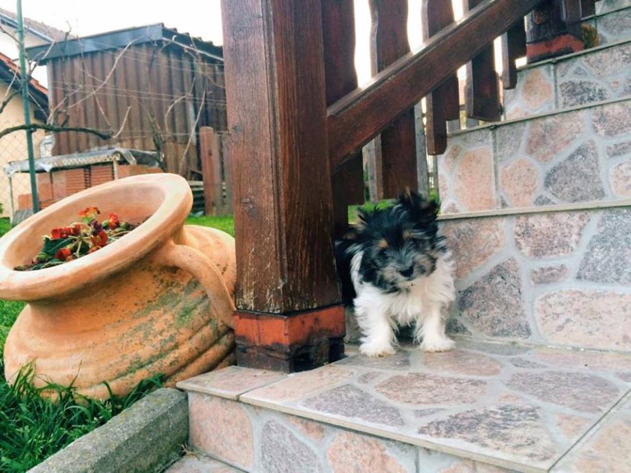 Yorkshire biewer extra mini terrier jorkširski jorki yorki