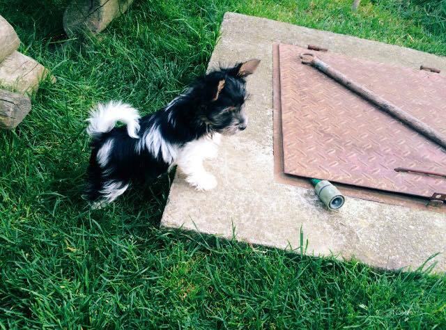 Yorkshire biewer extra mini terrier jorkširski jorki yorki