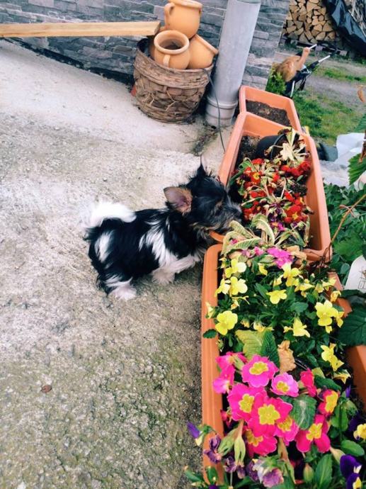 Yorkshire biewer extra mini terrier jorkširski jorki yorki