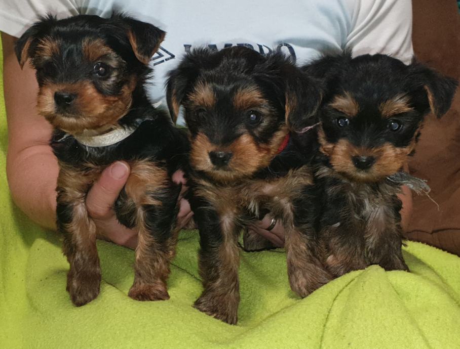 Yorkshire terrier. Jorky štenci prodaja.