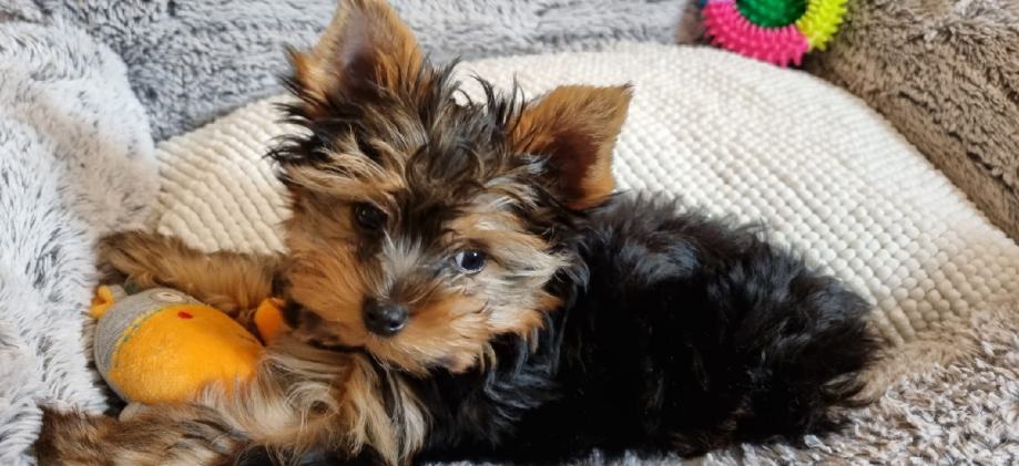 YORKSHIRE TERRIER MINI