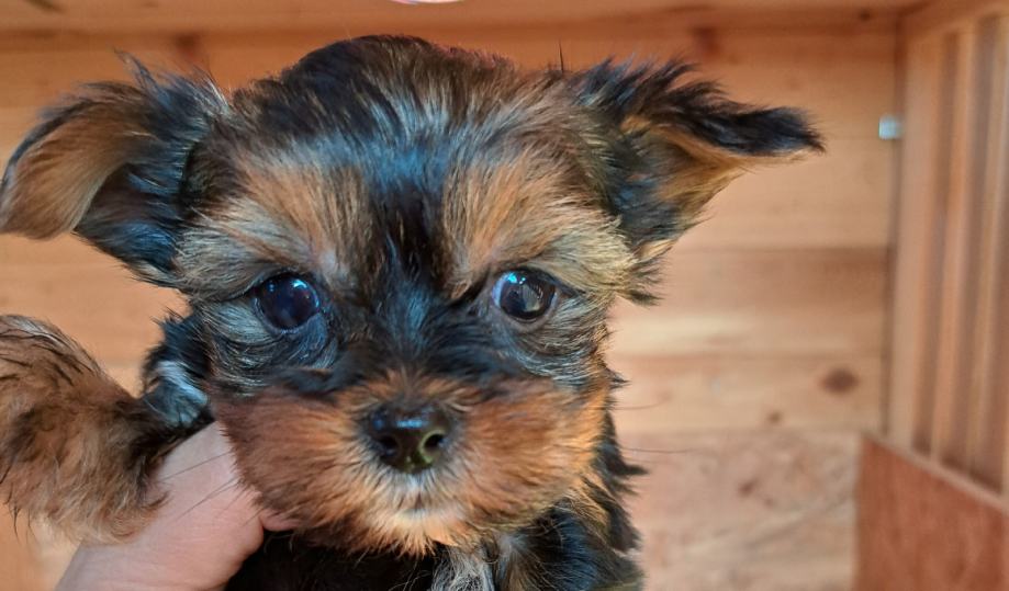 YORKSHIRE TERRIER MINI
