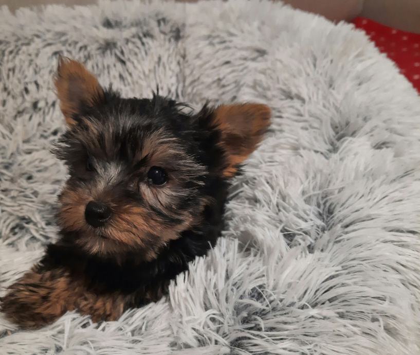 YORKSHIRE TERRIER MINI