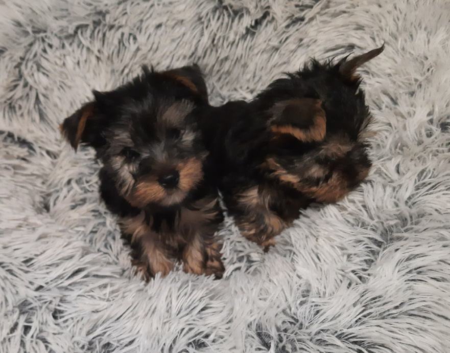 YORKSHIRE TERRIER MINI
