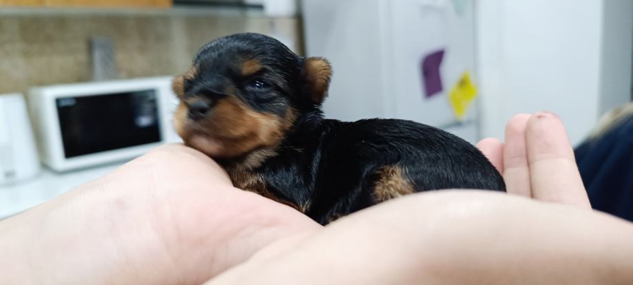 Yorkshire terrier mini