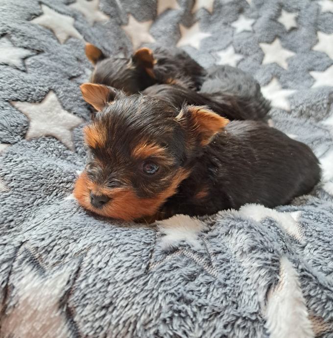 YORKSHIRE TERRIER MINI