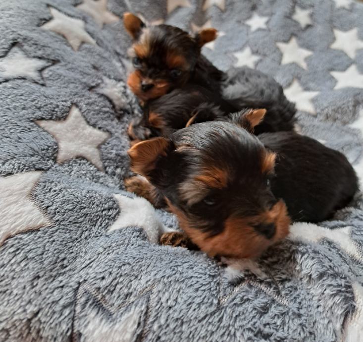 YORKSHIRE TERRIER MINI