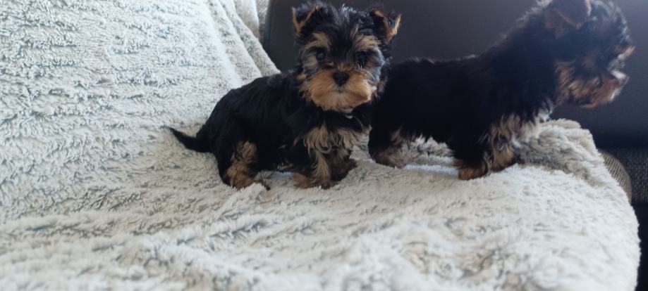 Yorkshire terrier mini