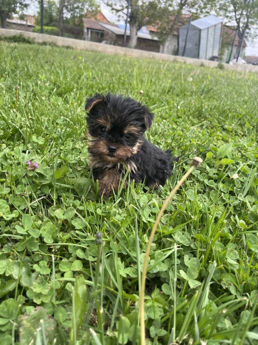 YORKSHIRE TERRIER mini, yorki, jorki, moguca dostava