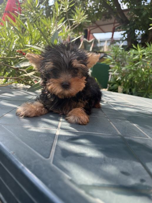 YORKSHIRE TERRIER mini, yorki, jorki, moguca dostava