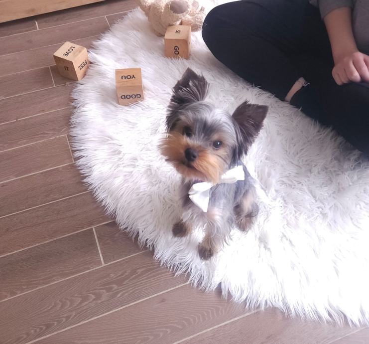 Yorkshire terrier,yorki, jorksir terier, jorki mini,