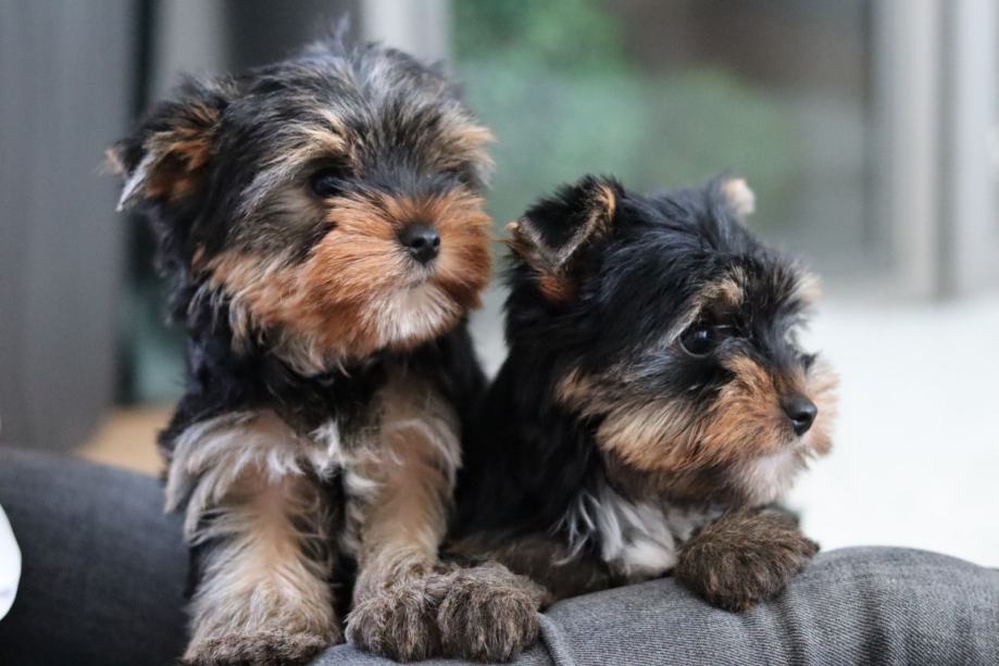 Yorkshire terrier,yorki, jorksir terier, jorki mini,