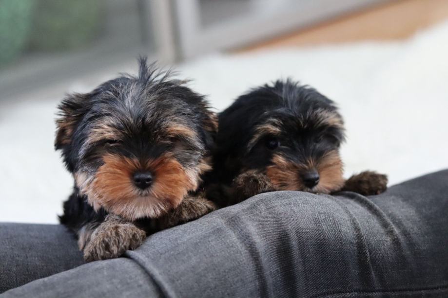 Yorkshire terrier,yorki, jorksir terier, jorki mini,