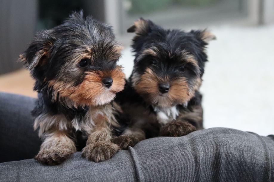 Yorkshire terrier,yorki, jorksir terier, jorki mini,