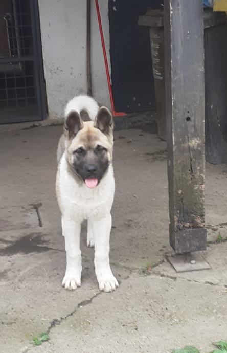 Ženka Američke Akite