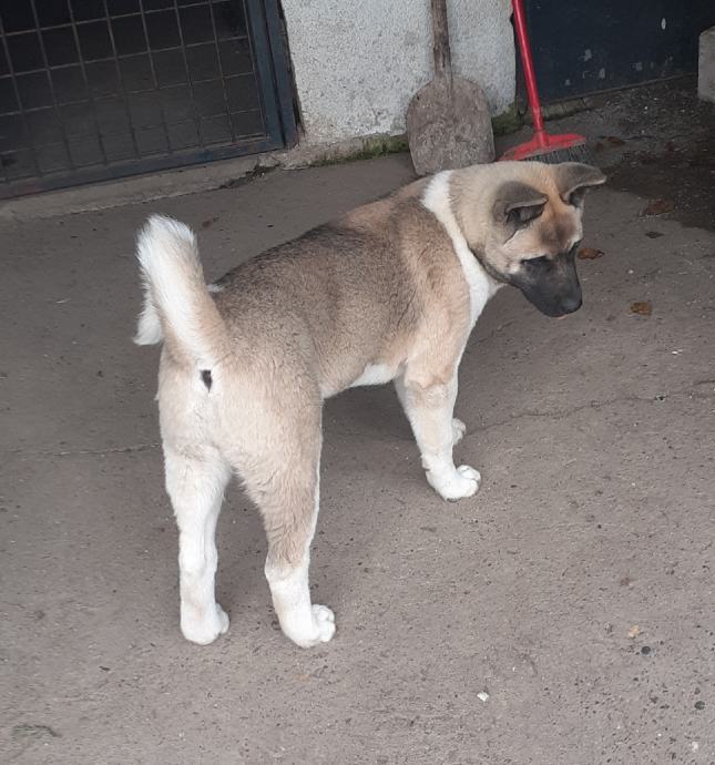 Ženka Američke Akite