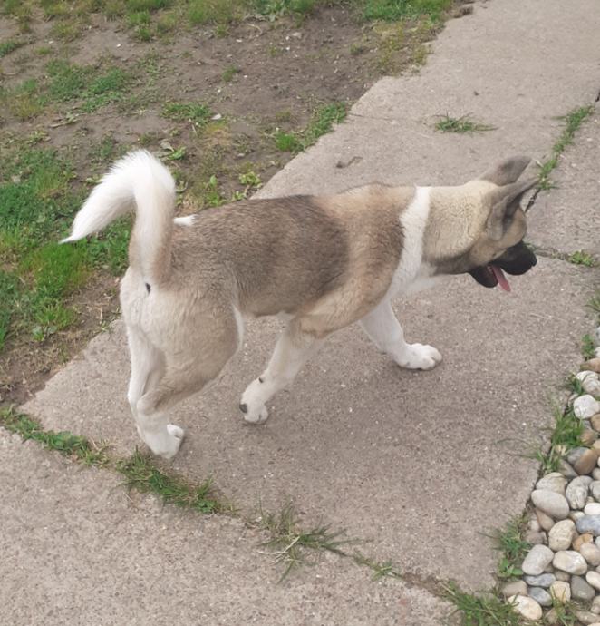 Ženka Američke Akite