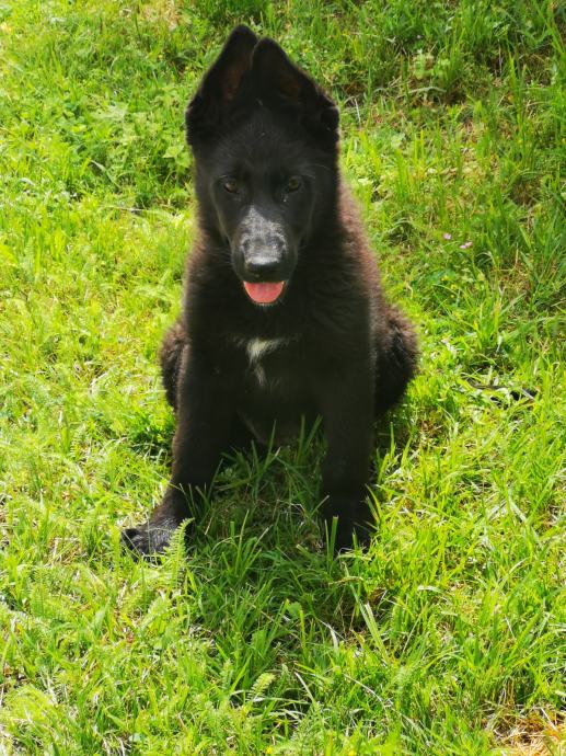 Njemački ovčar crni (ženka)