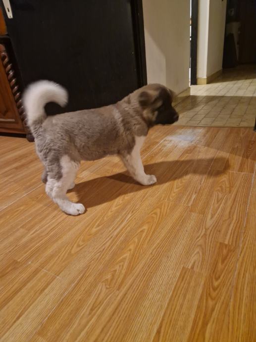 Žensko štene Američke akite