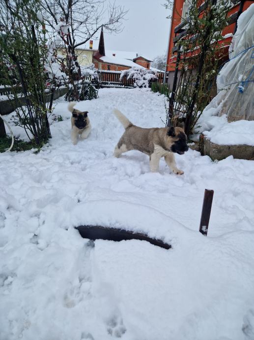 Žensko štene Američke akite