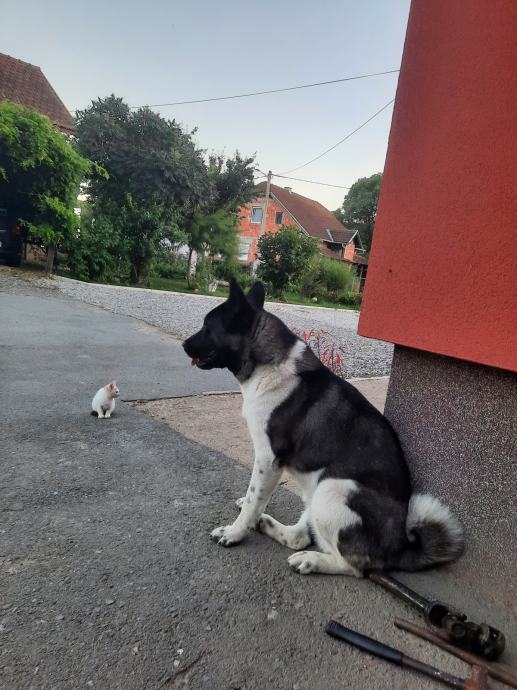 Žensko štene Američke akite