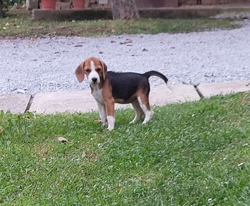 Žensko štene bigla stara 3 mjeseca