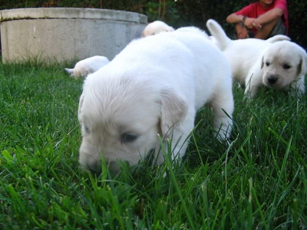 Zlatni retriver(bijeli)