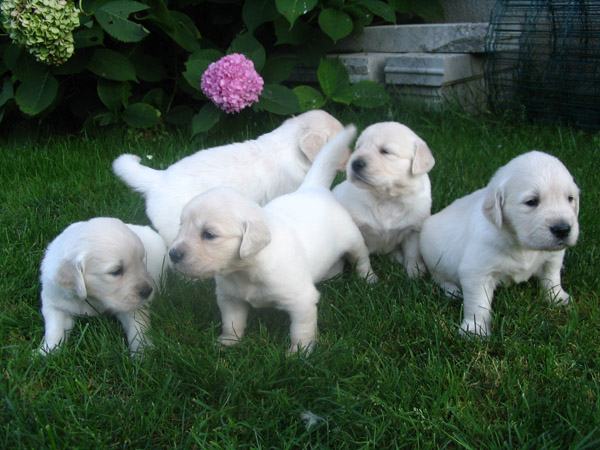 Zlatni retriver(bijeli)