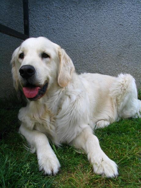 Zlatni retriver(bijeli)