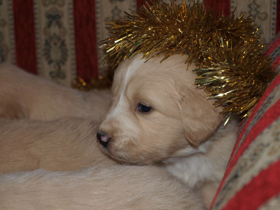 Zlatni retriver ( Labrador retriver ) štenci